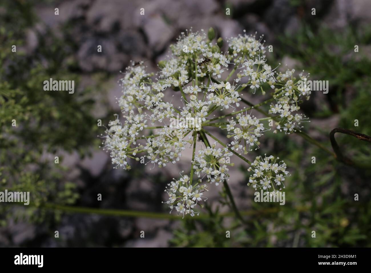 Selinum silaifolium, Cnidium silaifolium, Apiaceae. Wild plant shot in ...