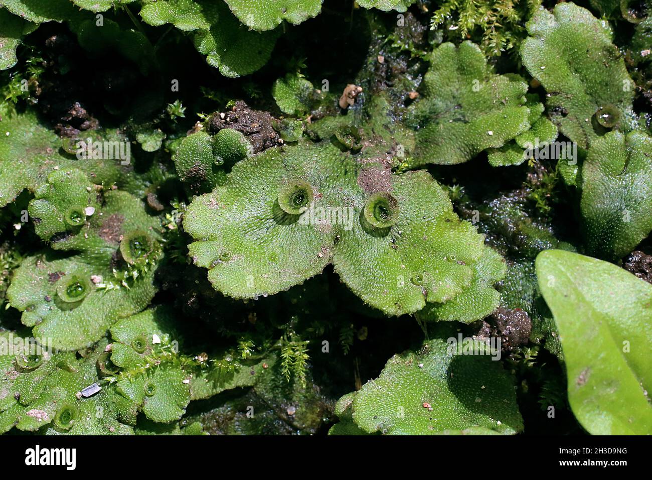 Liverwort (marchantia polymorpha) hi-res stock photography and images ...