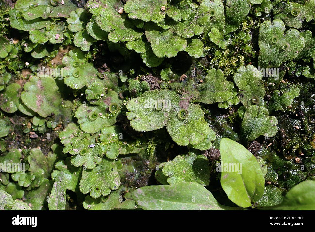 Marchantia polymorpha, Common liverwort, Marchantiaceae. Wild plant ...