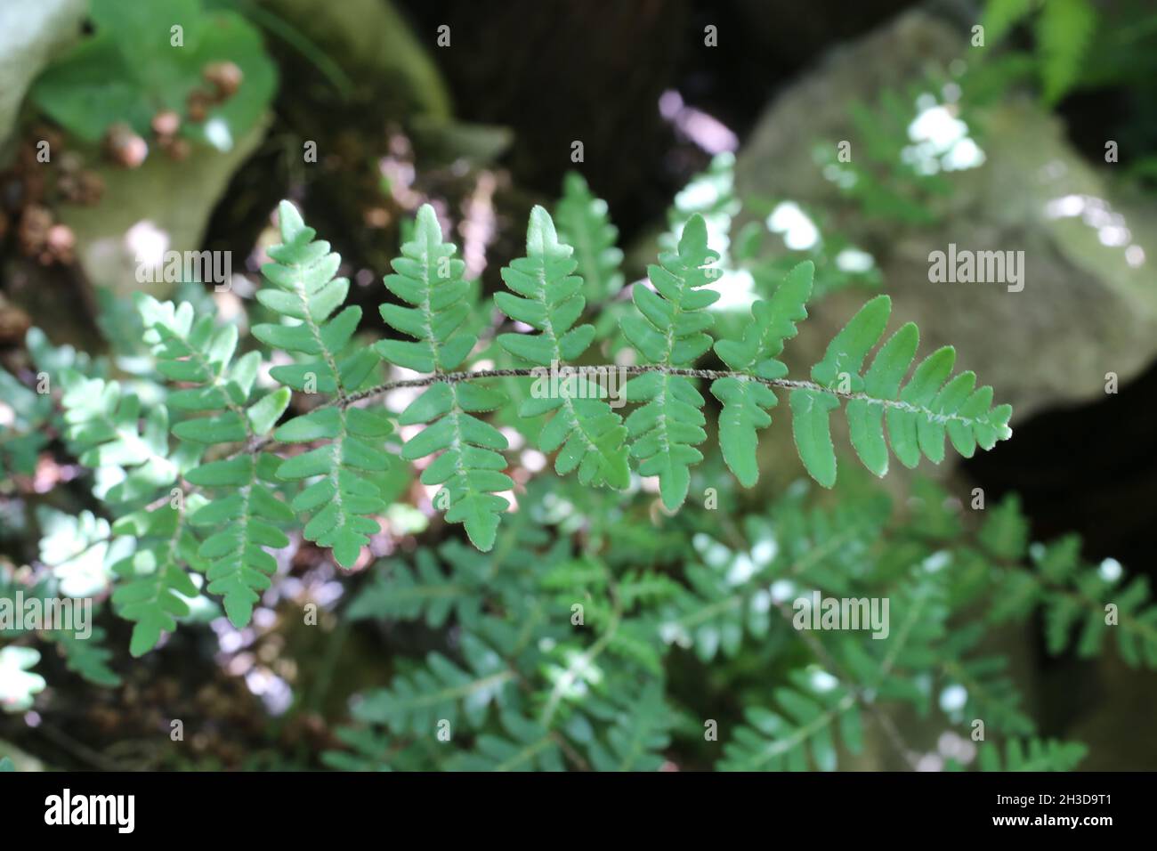 Pteridaceae hi-res stock photography and images - Alamy