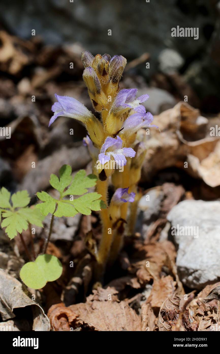Orobanche ramosa (orobanche ramosa) hi-res stock photography and images ...