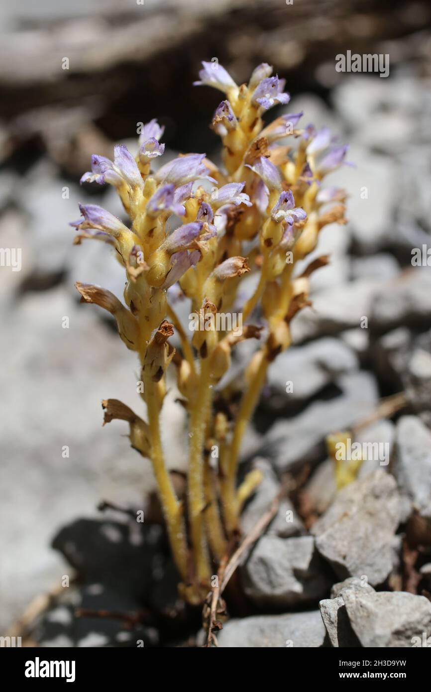 Orobanche ramosa (orobanche ramosa) hi-res stock photography and images ...