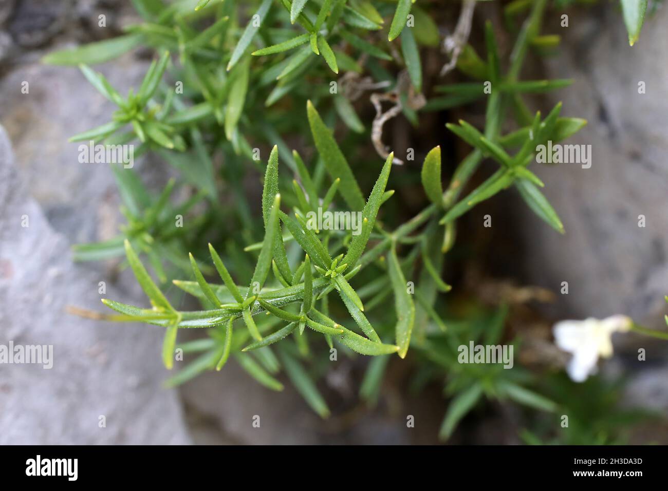 Silene velcevii, Caryophyllaceae. Wild plant shot in spring Stock Photo ...