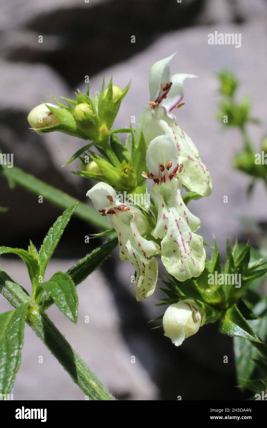Stachys recta, Lamiaceae. Wild plant shot in spring Stock Photo - Alamy