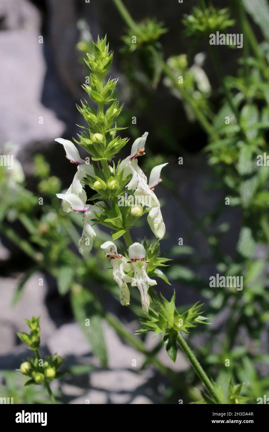 Stachys recta, Lamiaceae. Wild plant shot in spring Stock Photo - Alamy