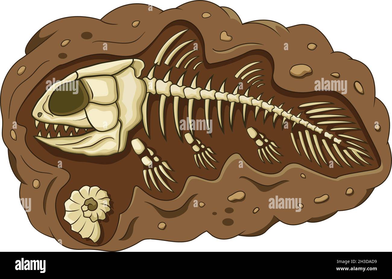 Jurassic fish skeleton ancient fossil hi-res stock photography and ...