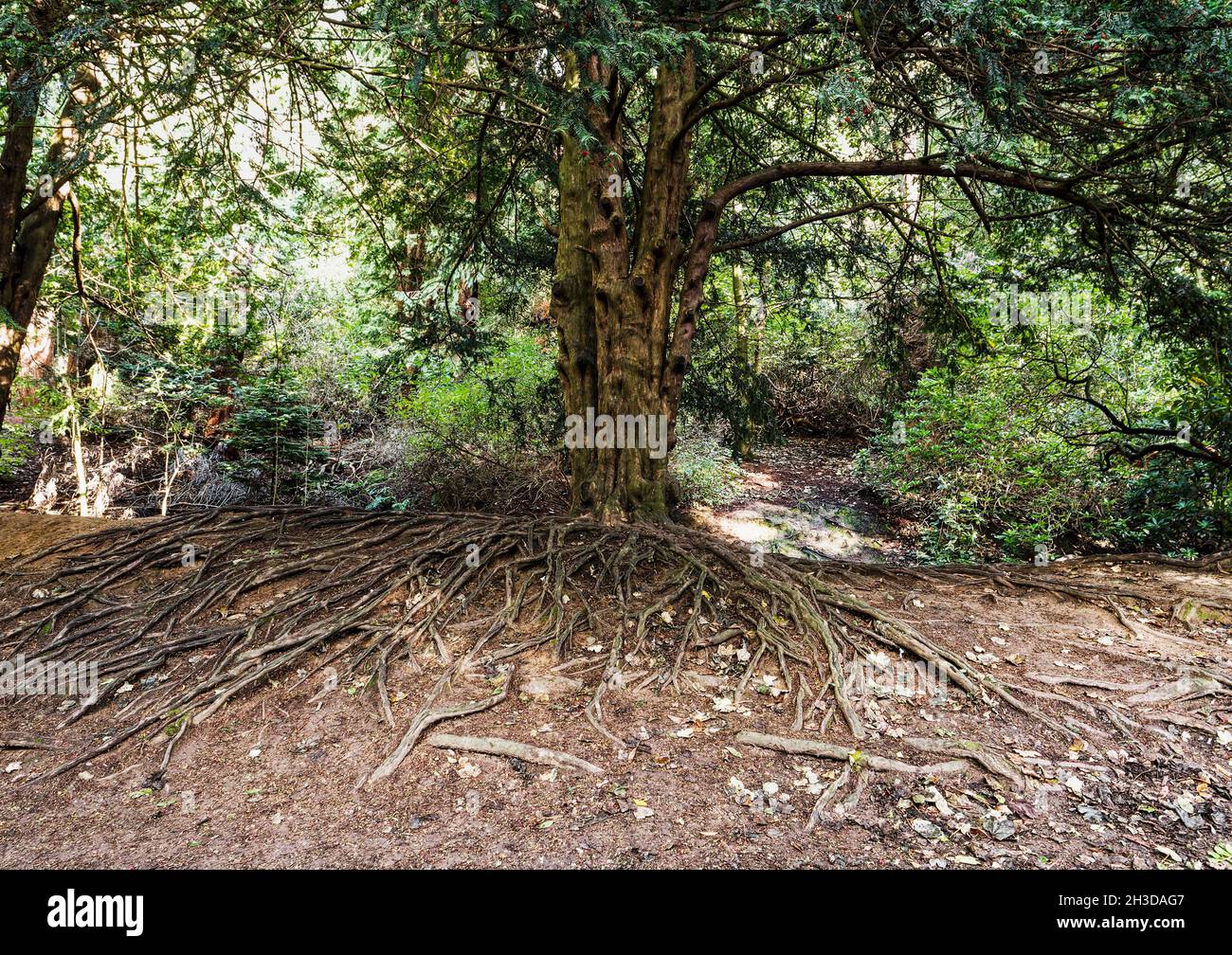 Root system of a tree in the UK Stock Photo - Alamy