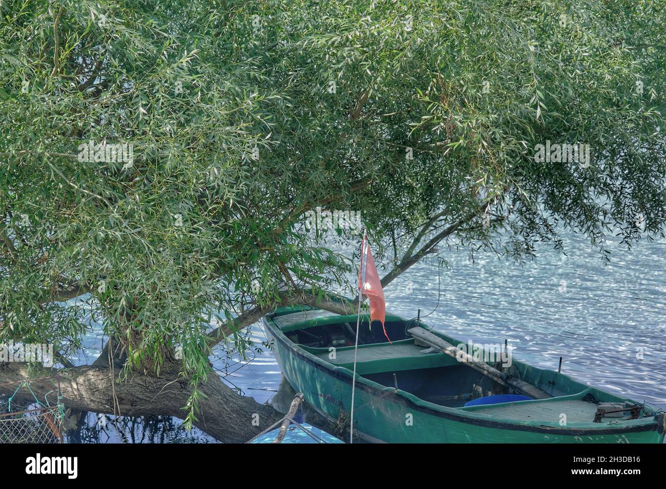 A huge oil tree and small fishing boat in uluabat lake (golyazi) in ...