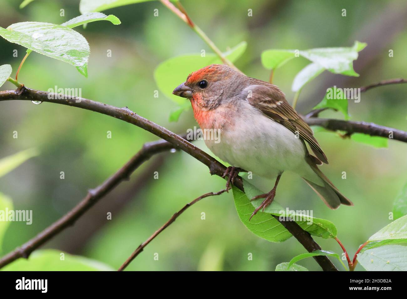 Male common rosefinch carpodacus hi-res stock photography and images ...