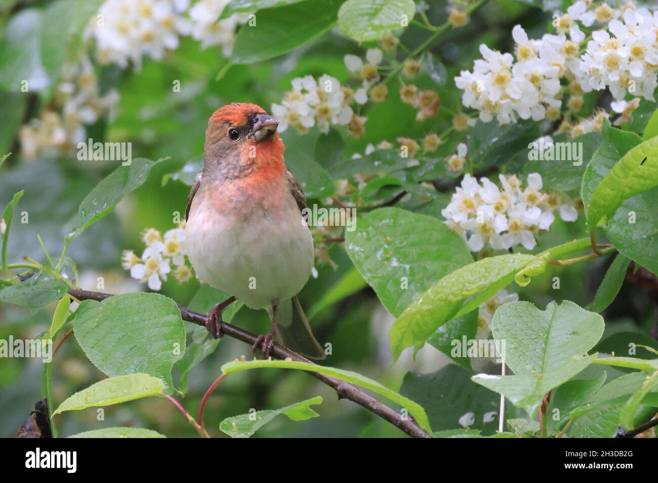 Male common rosefinch hi-res stock photography and images - Alamy