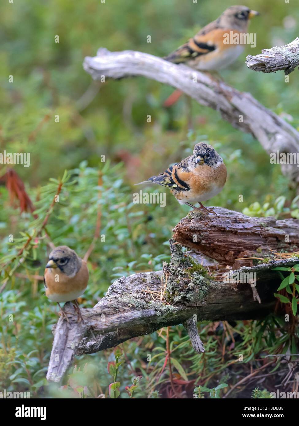 Brambling chaffinch hi-res stock photography and images - Alamy