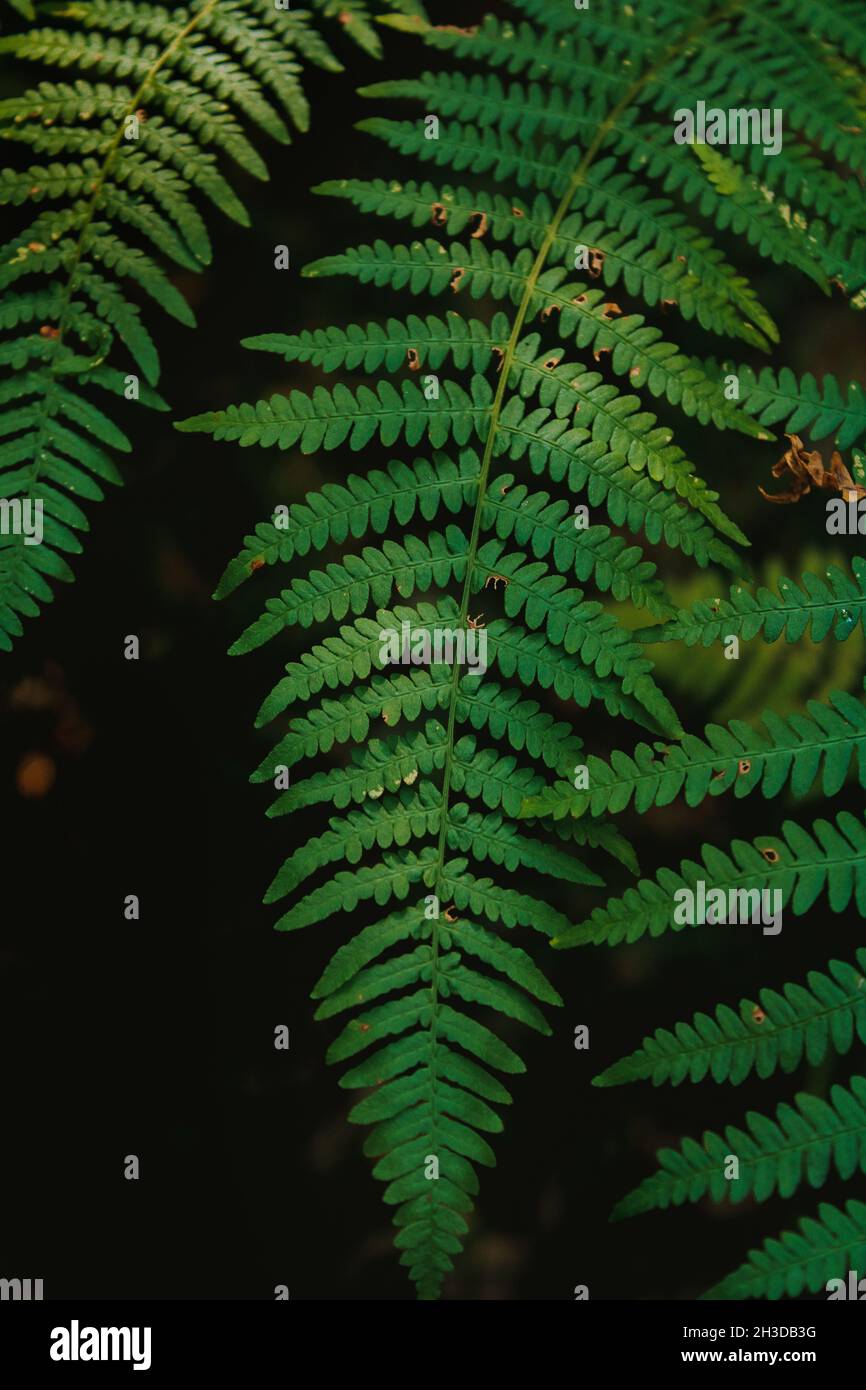 Fern close up view Stock Photo - Alamy