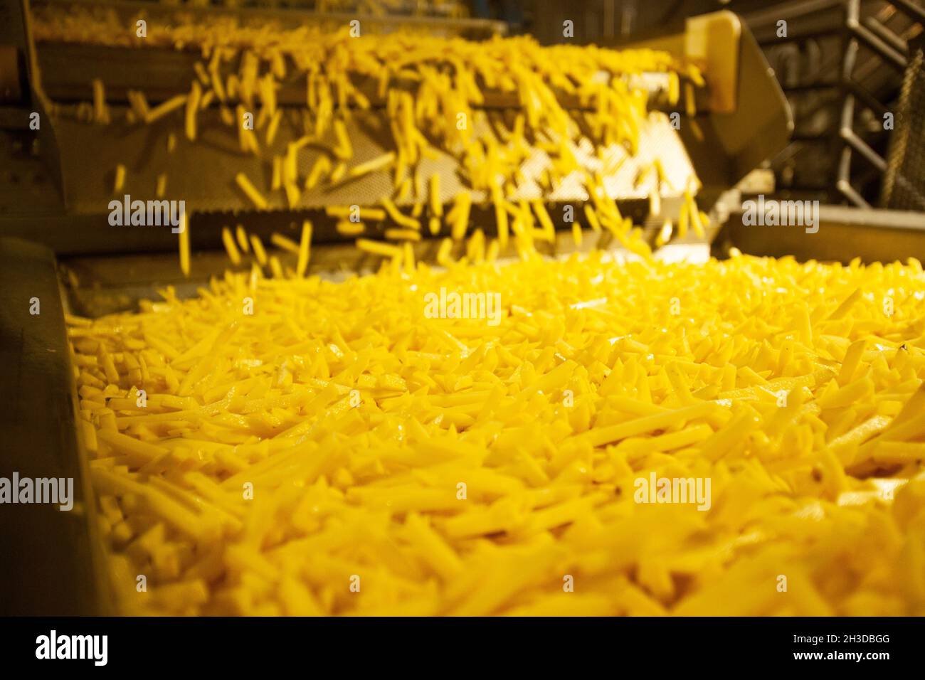 Production line of a potato factory. French fries - fast food Stock ...