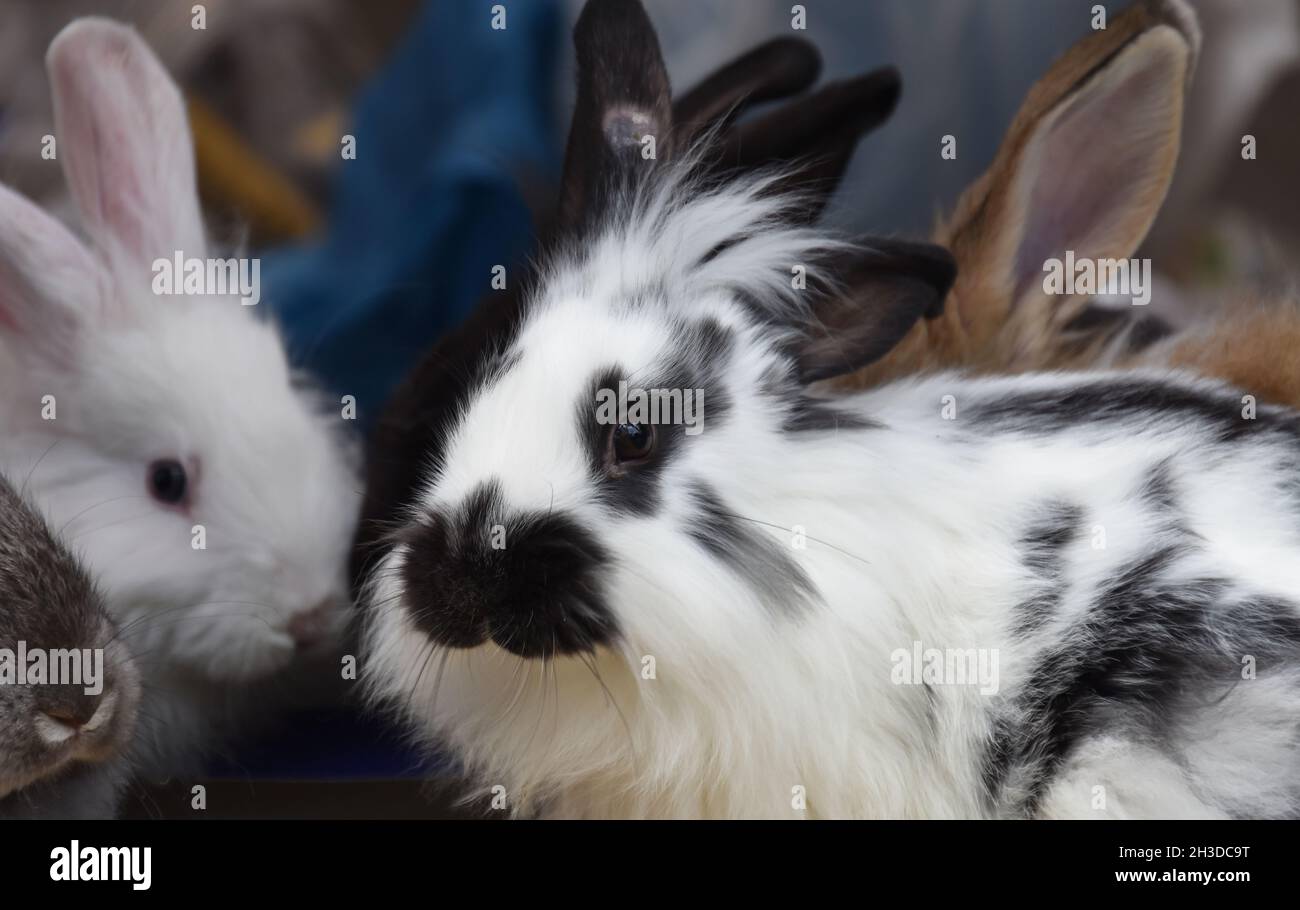 Black and white bunnies hi-res stock photography and images - Alamy