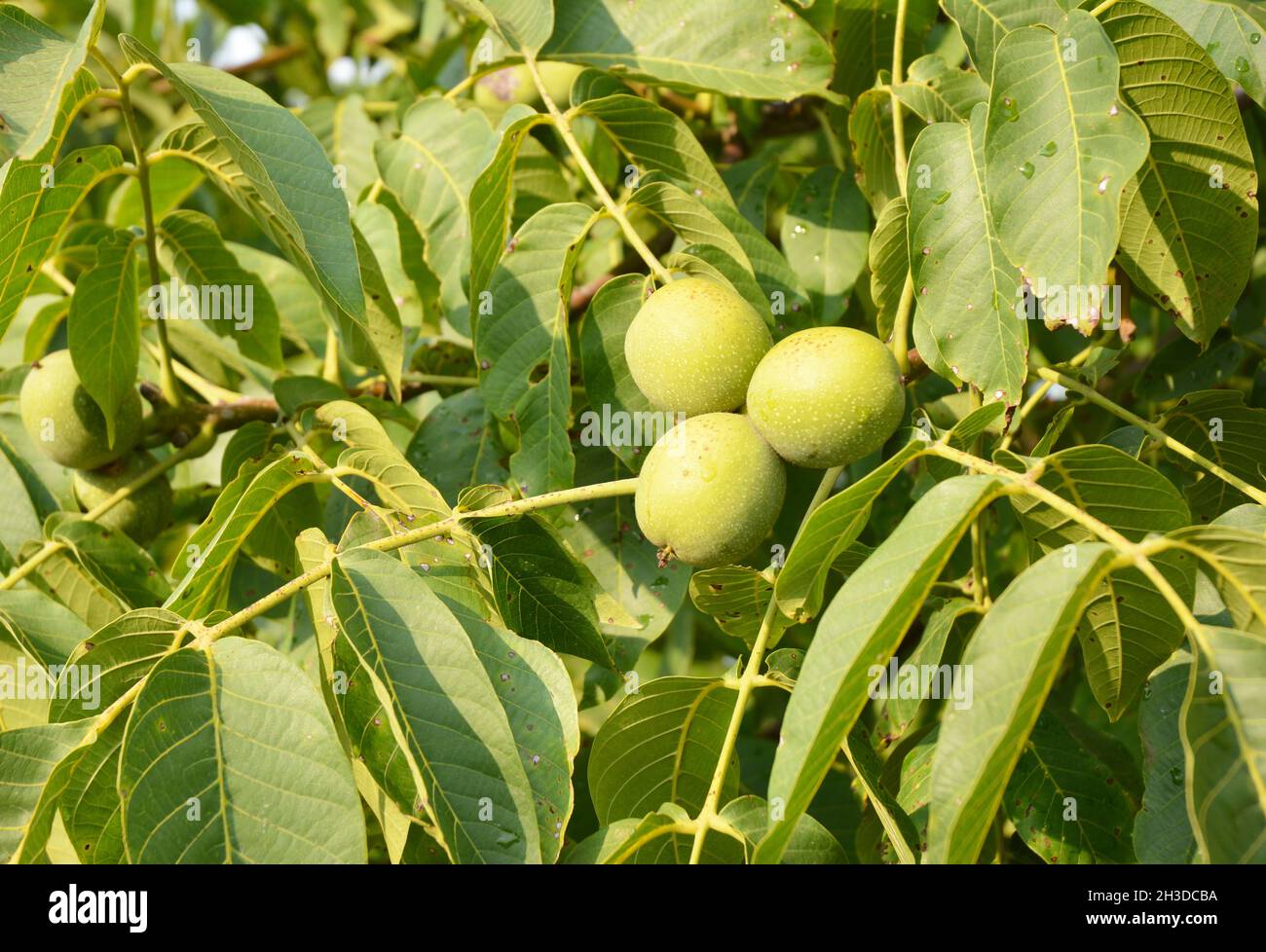 Unripe walnut fruit. Green walnuts Stock Photo - Alamy