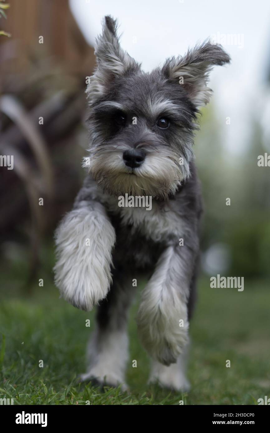 Snouter hi-res stock photography and images - Alamy