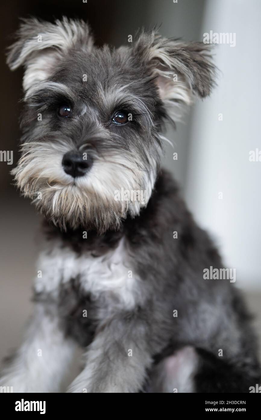 Grayscale of a miniature Schnauzer Stock Photo - Alamy