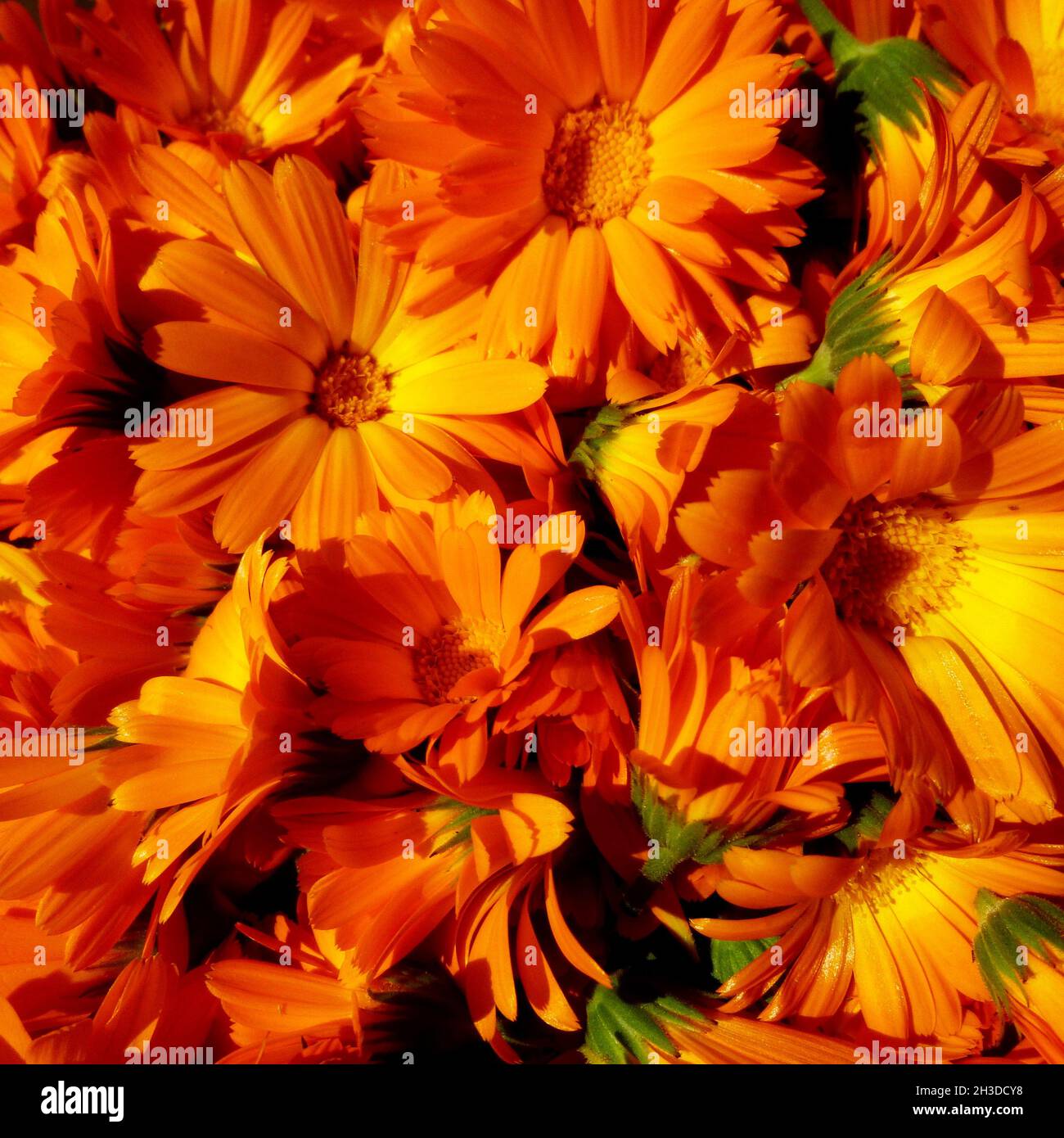 Calendula flowers. Harvesting. Many orange flowers. Background floral ...