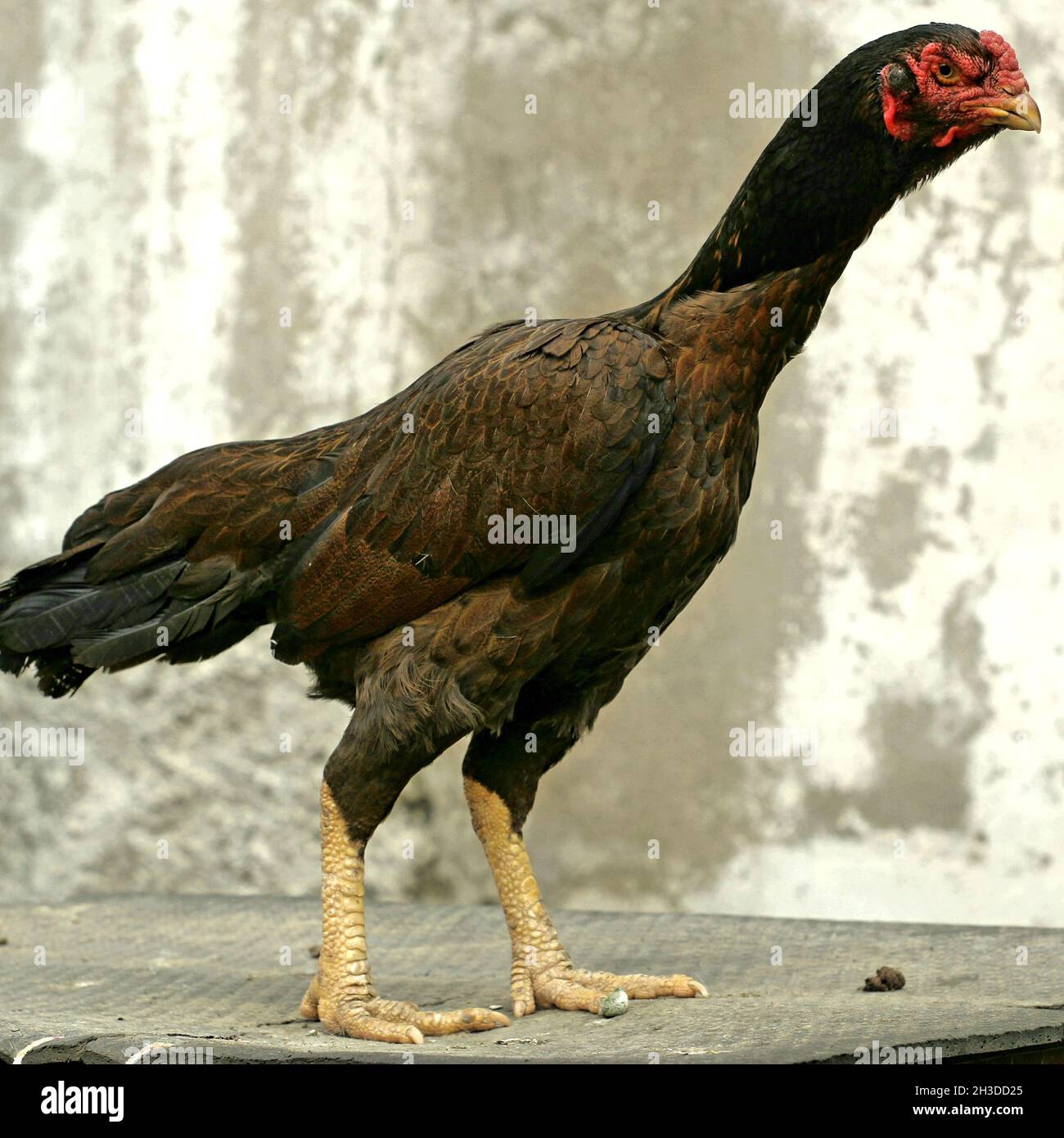 Asil chicken hi-res stock photography and images - Alamy