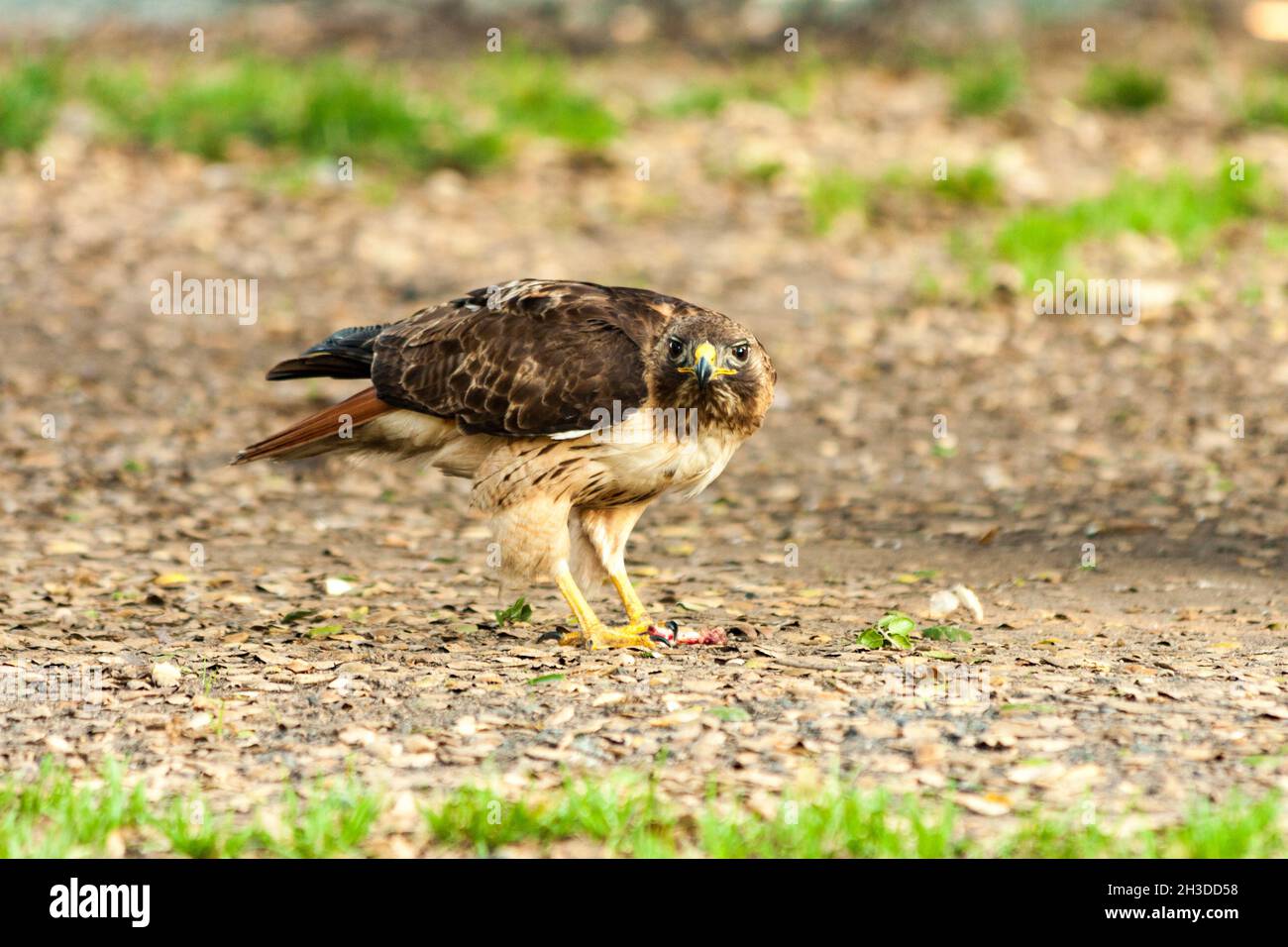 Hawk on the ground at Griffith Park with the blurred background Stock ...