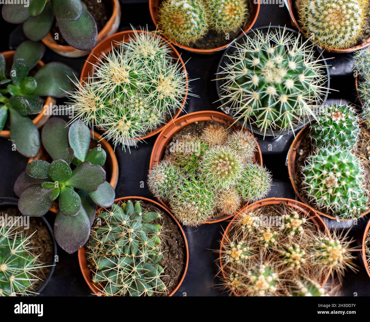 Set of cactus and succulent, mammilaria crassula echinocactus top view. Different types of cacti ...