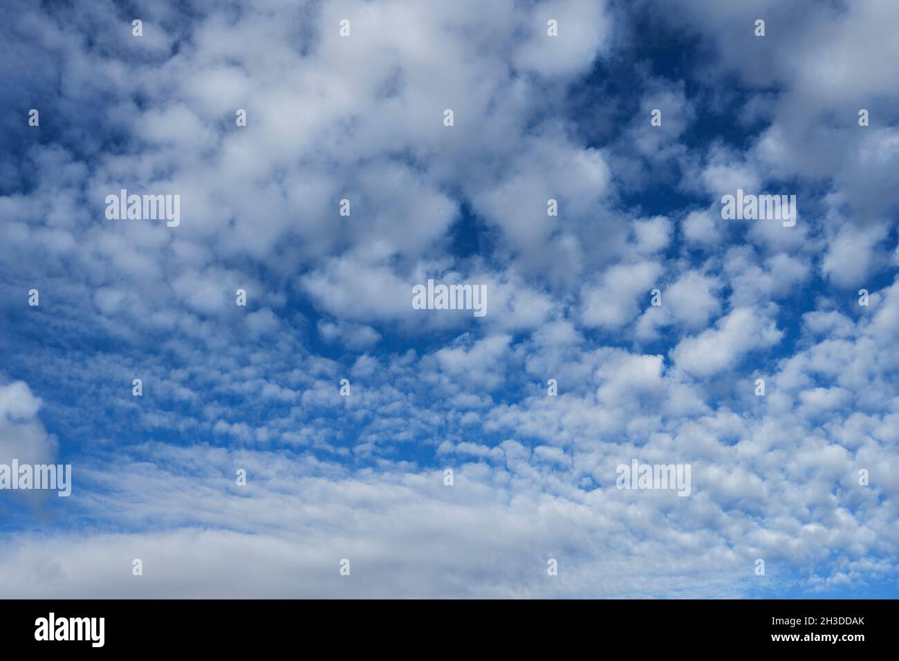Sky full of steam clouds with cirrocumulus clouds. Vector sky texture ...