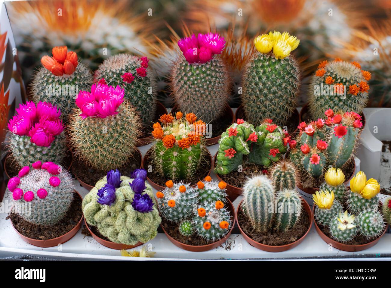 Types Of Blooming Cactus