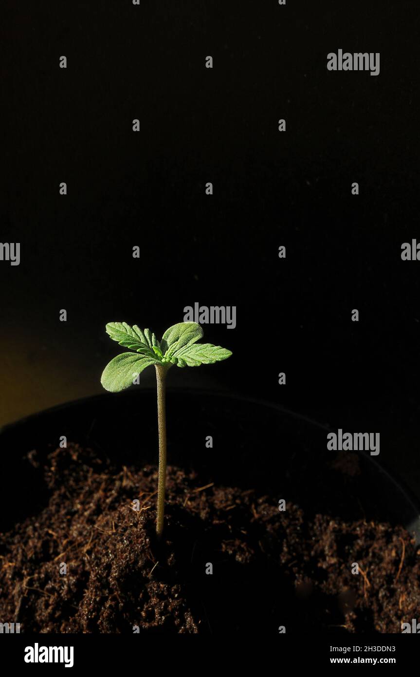 Cannabis sprout close-up isolated in soil background. Fresh young ...