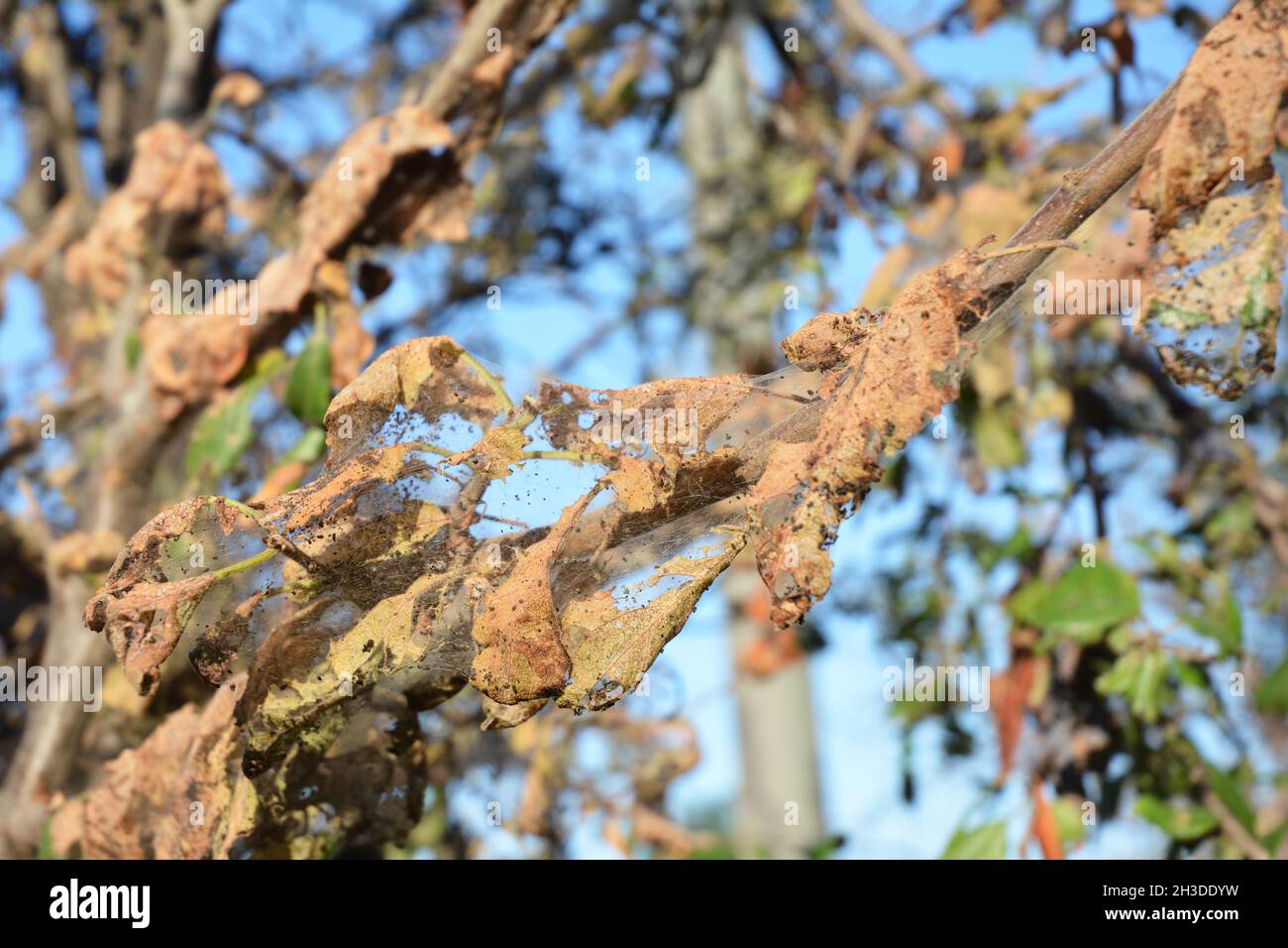 Close up on fruit tree branch defoliate by tent caterpillars in the ...