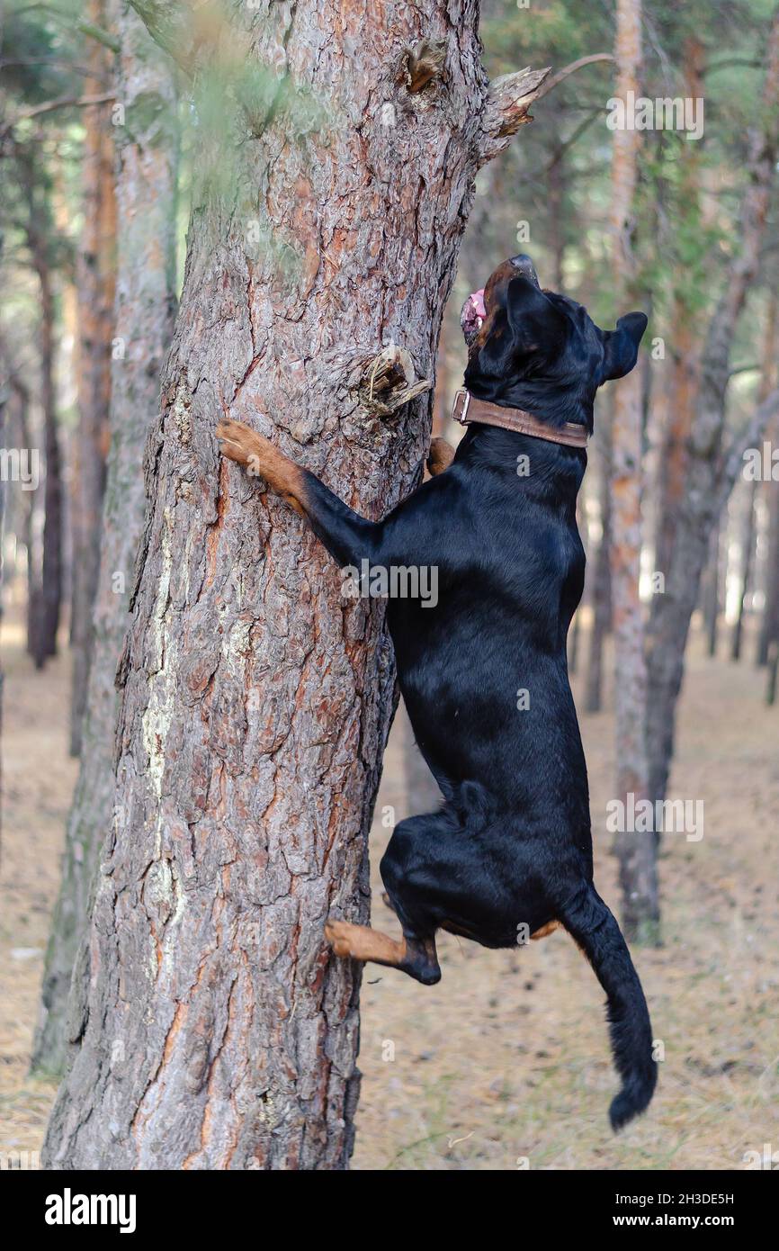Vertical jump of a Rottweiler. Full-length portrait of a male ...