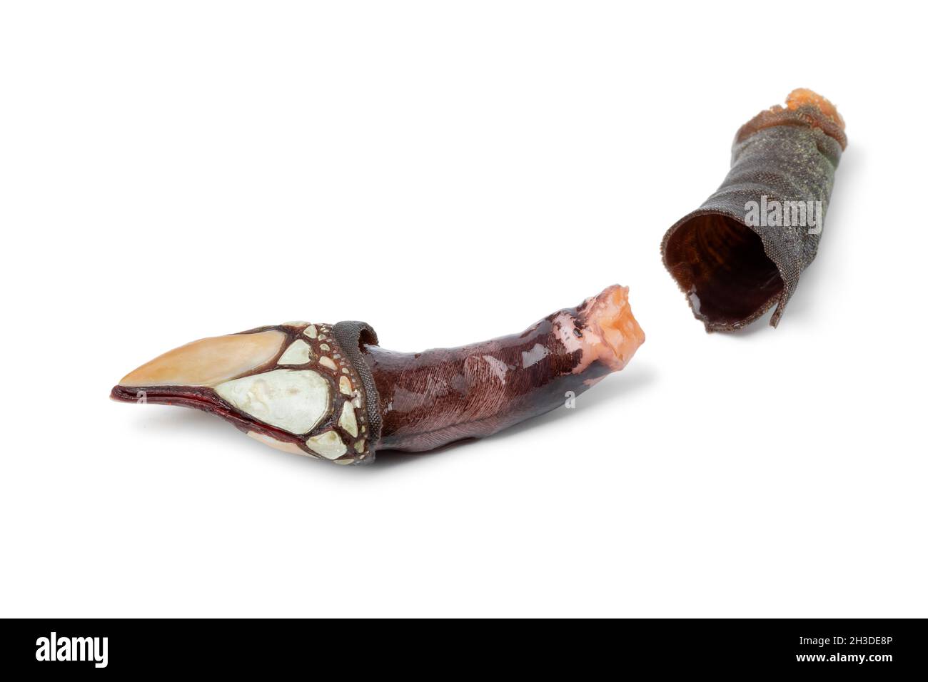 Single peeled fresh cooked goose barnacle isolated on white background ...