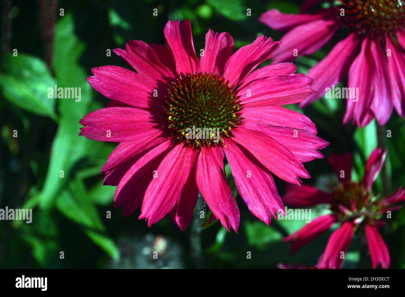 Single Bright Pink Echinacea purpurea 'Sensation Pink' (Coneflower ...