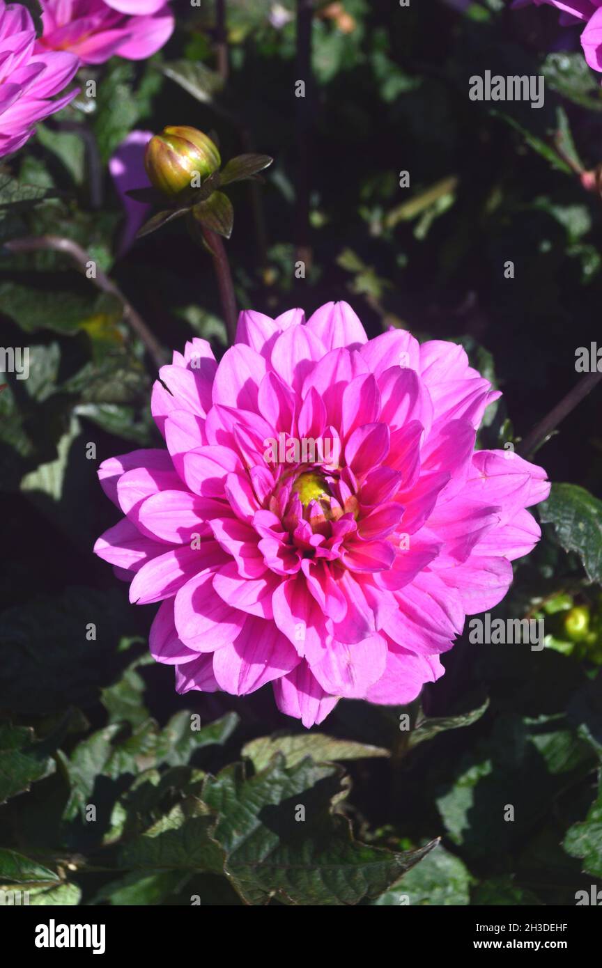 Single Pink Dahlia 'Melody' Flower grown in the Borders at RHS Garden ...