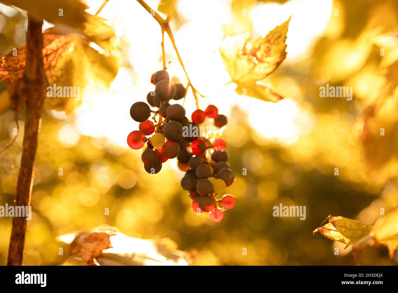 Sunlight through grapes hi-res stock photography and images - Alamy