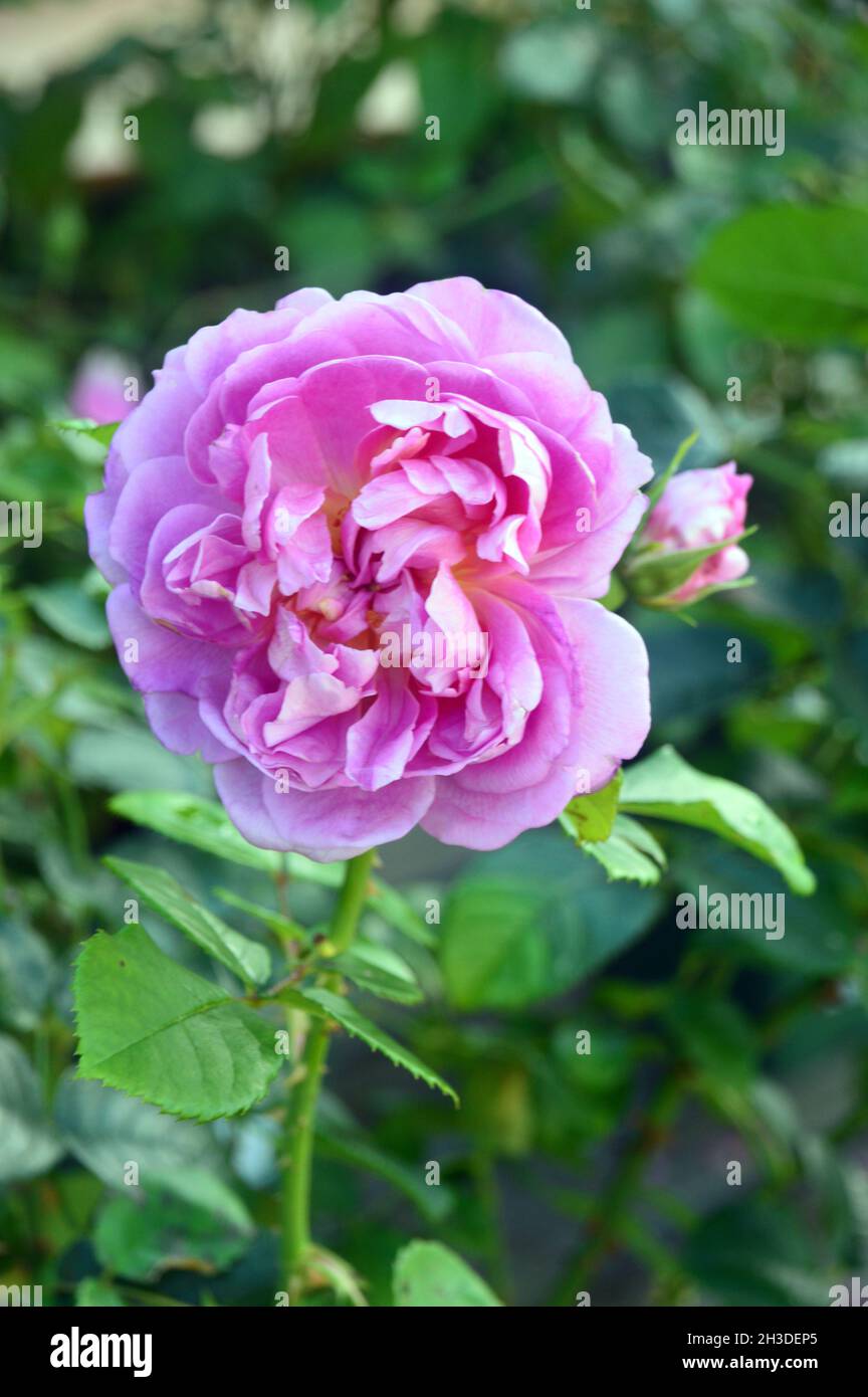 Single Pink Rose ‘Princess Anne’ Flower grown in the Borders at RHS ...