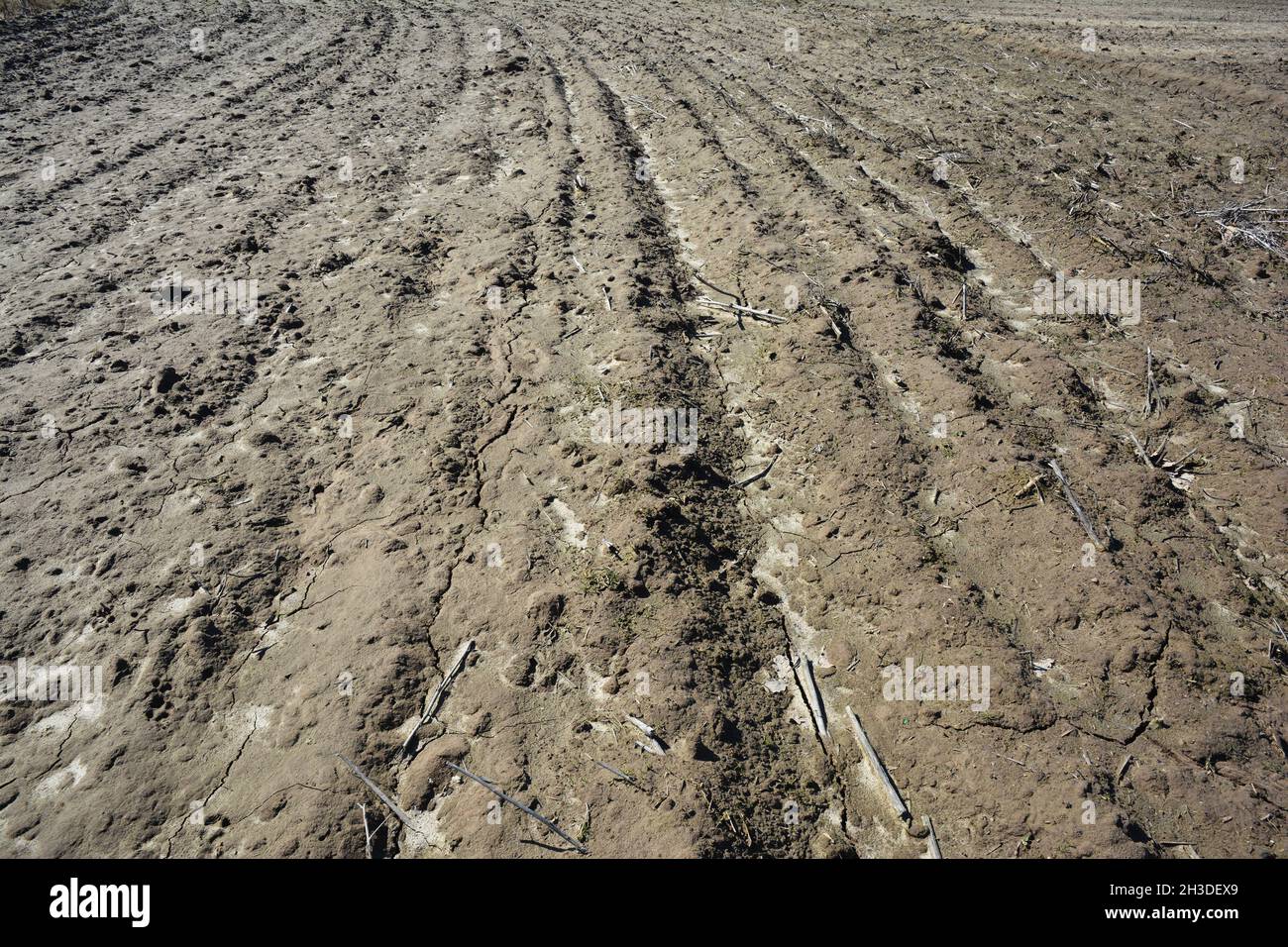 Chernozem ukraine wheat hi-res stock photography and images - Alamy