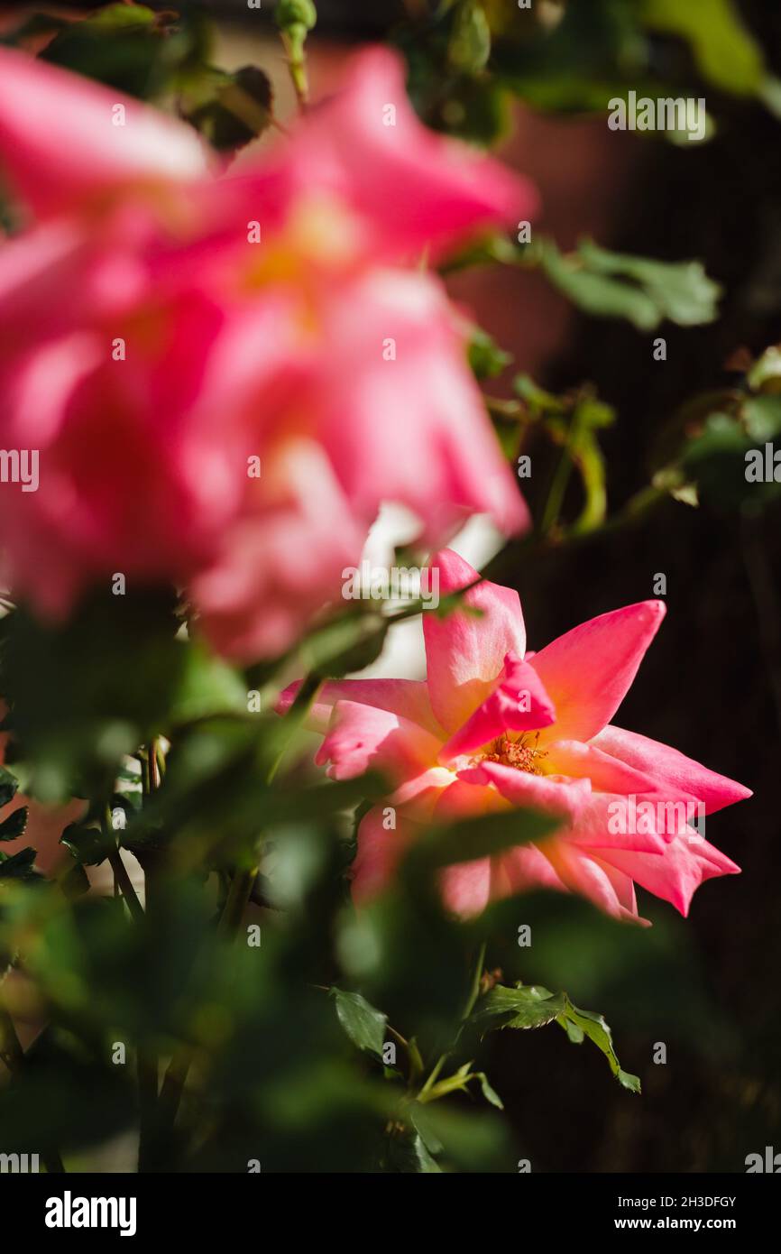 Pink Rose closeups Stock Photo - Alamy