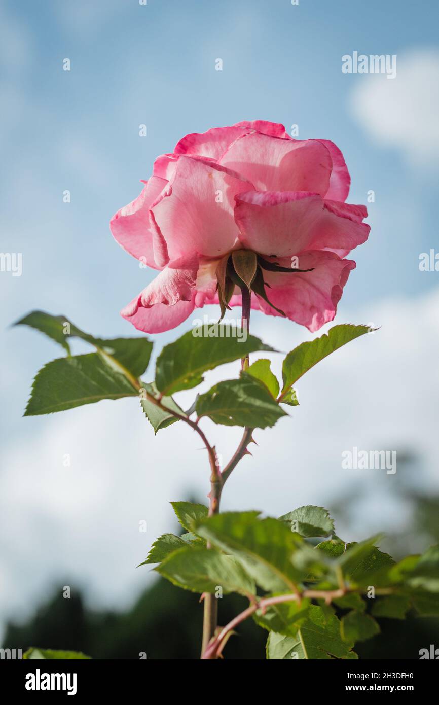 Pink Rose closeups Stock Photo - Alamy