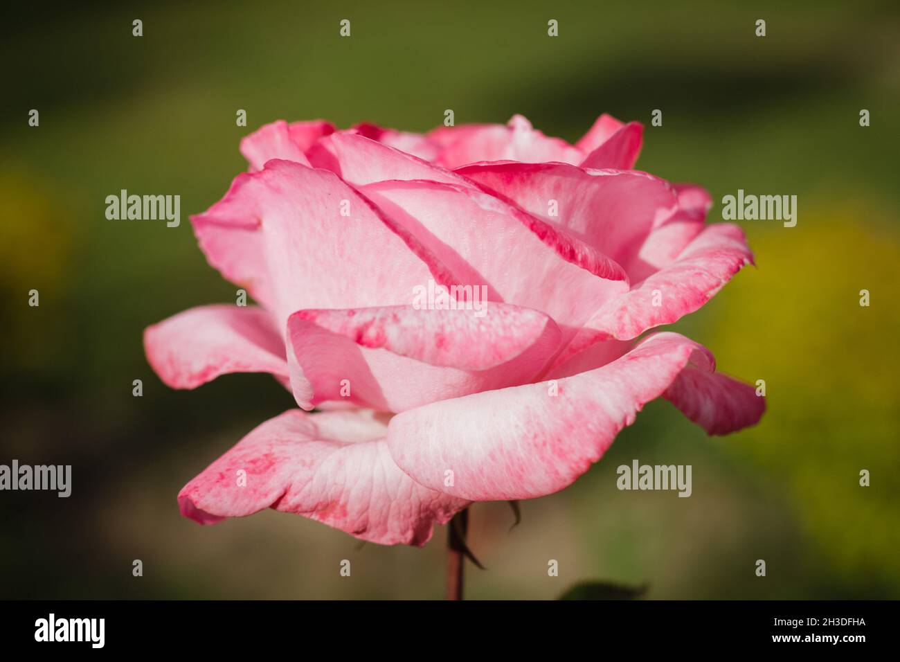 Pink Rose closeups Stock Photo - Alamy