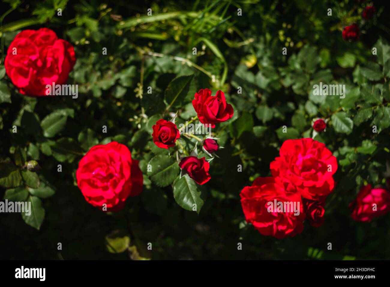 Red Roses in the garden Stock Photo - Alamy