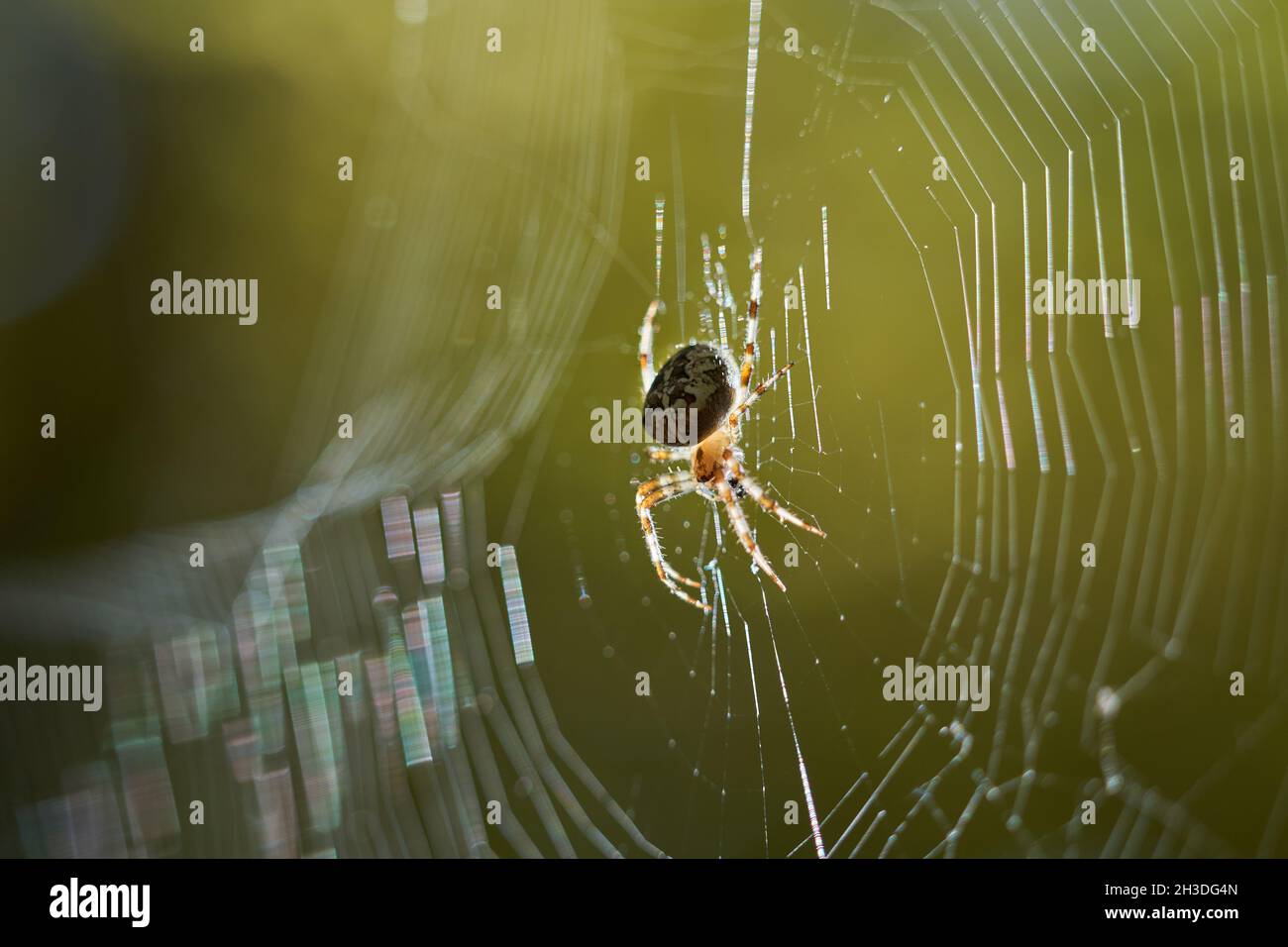 Crowned orb weaver spider (araneus diadematus) on its web Stock Photo ...