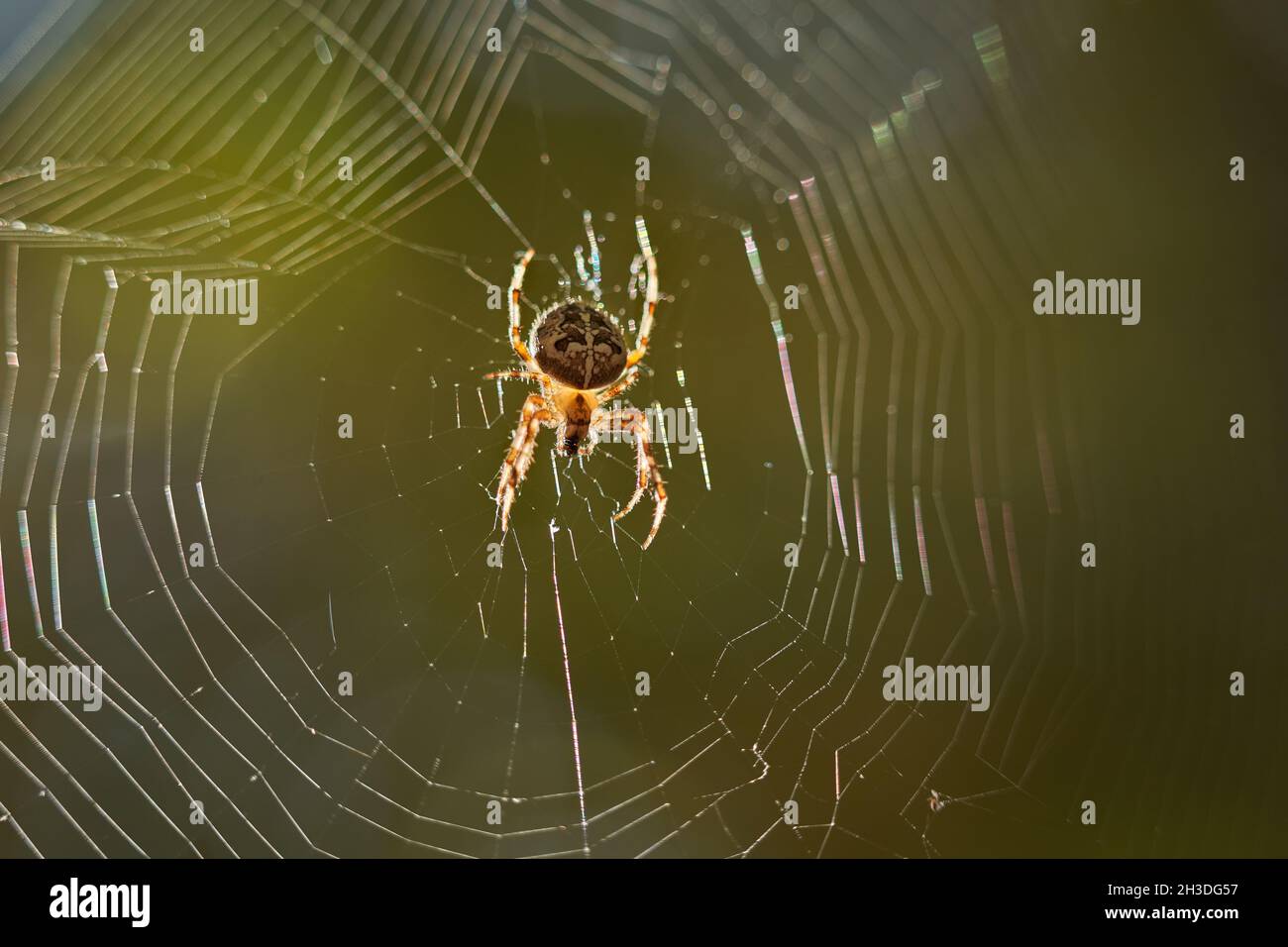 Crowned orb weaver spider (araneus diadematus) on its web Stock Photo ...