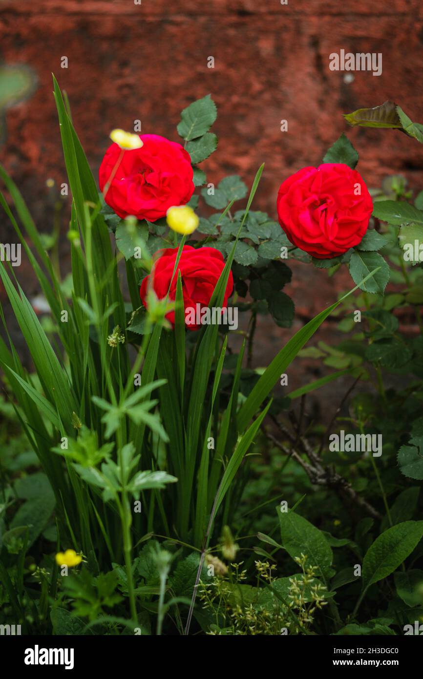 Garden red roses flower hi-res stock photography and images - Alamy
