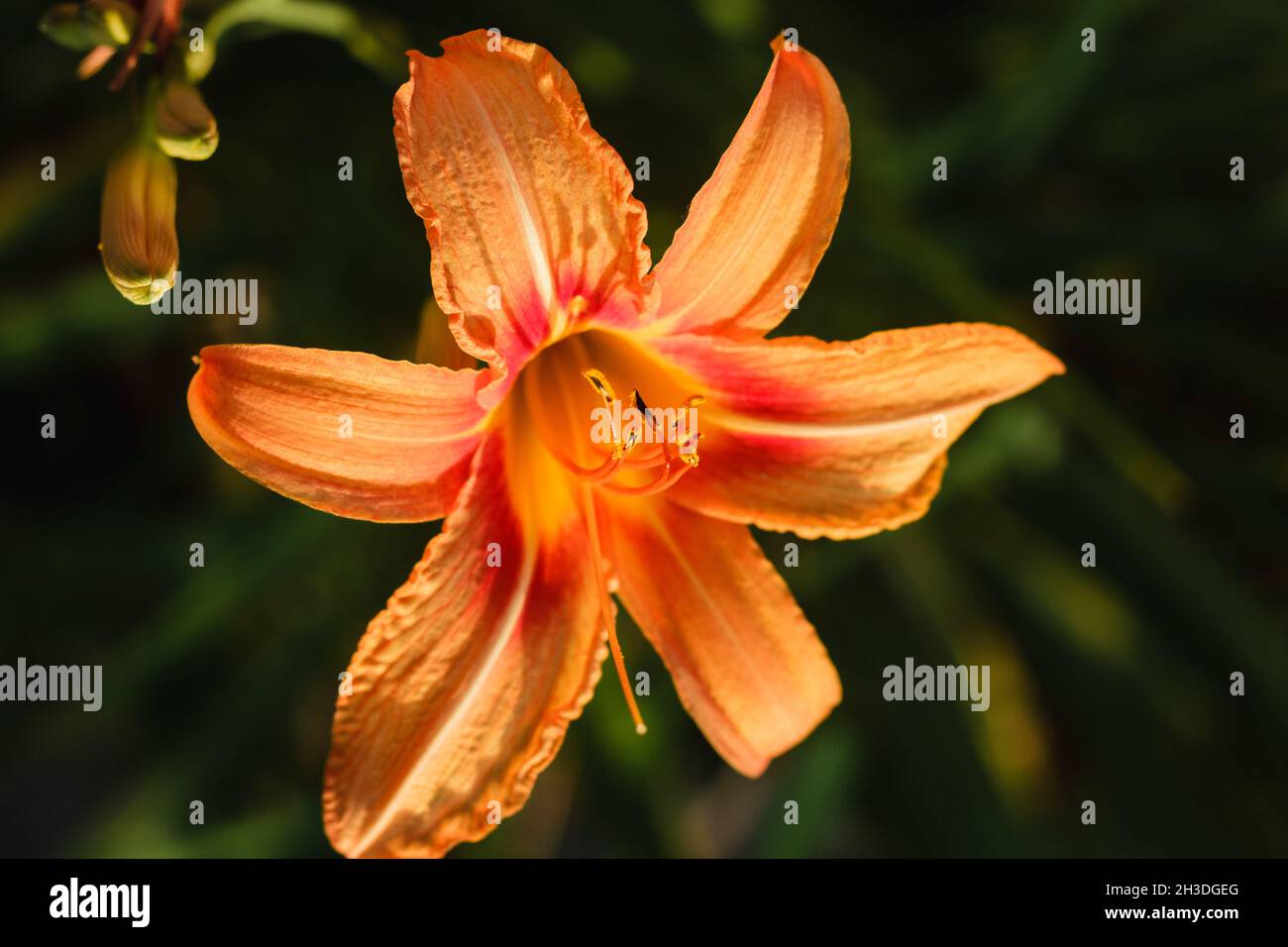 Orange Daylily ; Scientific Name: Hemerocallis Fulva Stock Photo - Alamy