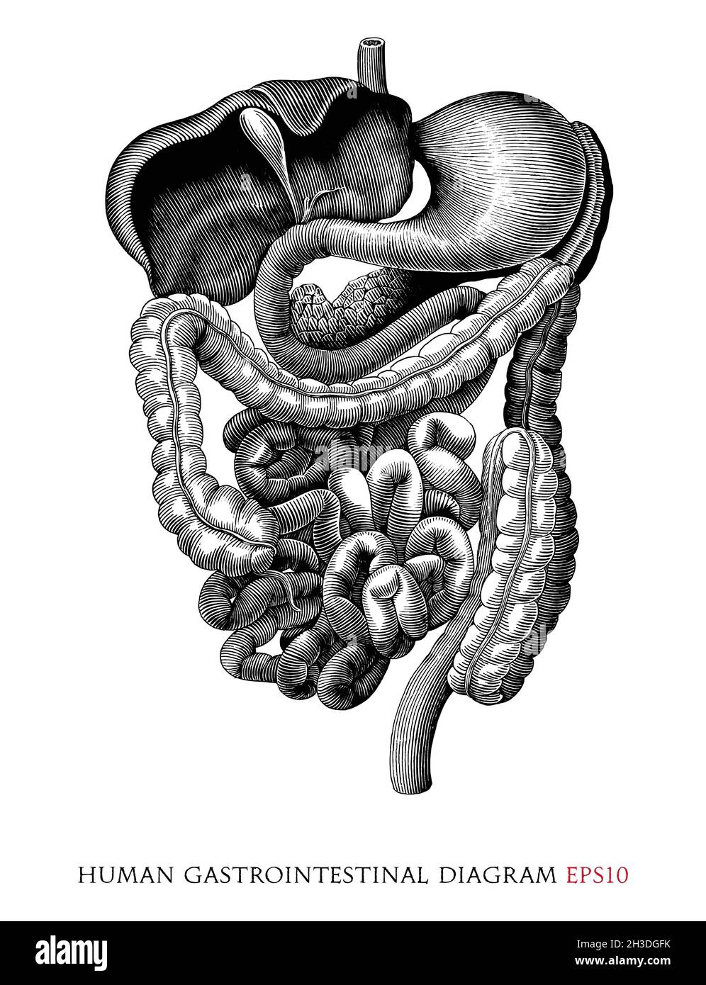 Human gastrointestinal system diagram hand draw vintage engraving style ...
