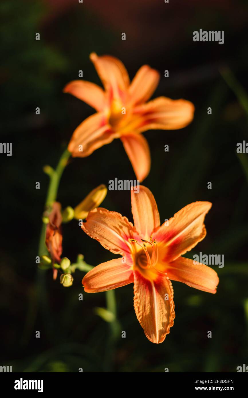 Orange Daylily ; Scientific Name: Hemerocallis Fulva Stock Photo - Alamy