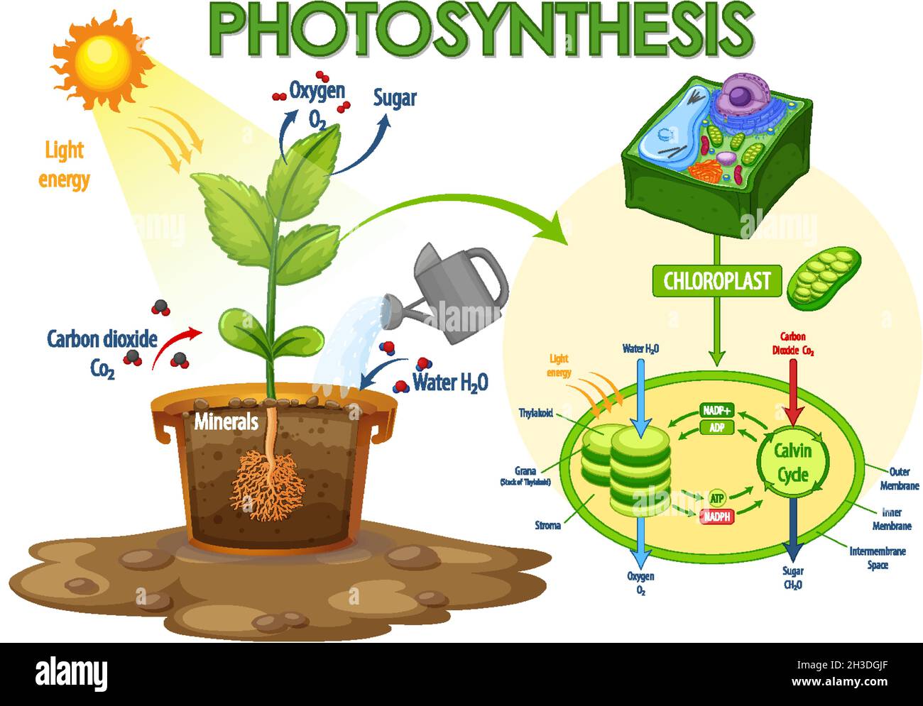 Plant Respiration Diagram For Kids