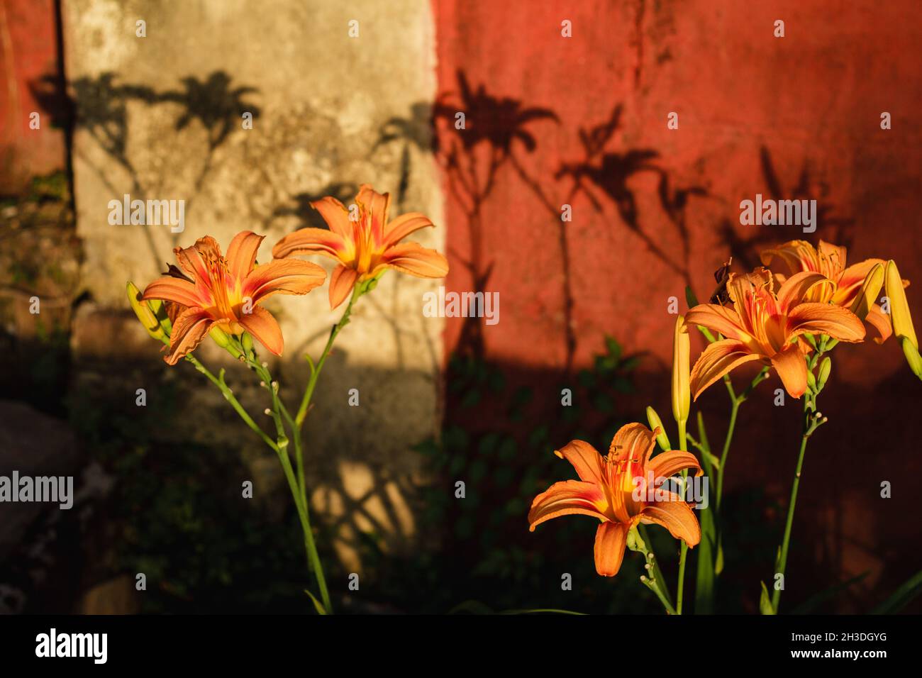 Orange Daylily ; Scientific Name: Hemerocallis Fulva Stock Photo - Alamy