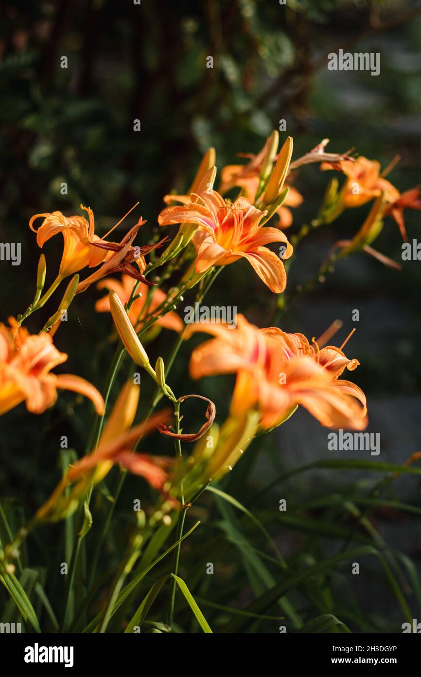 Orange Daylily ; Scientific Name: Hemerocallis Fulva Stock Photo - Alamy