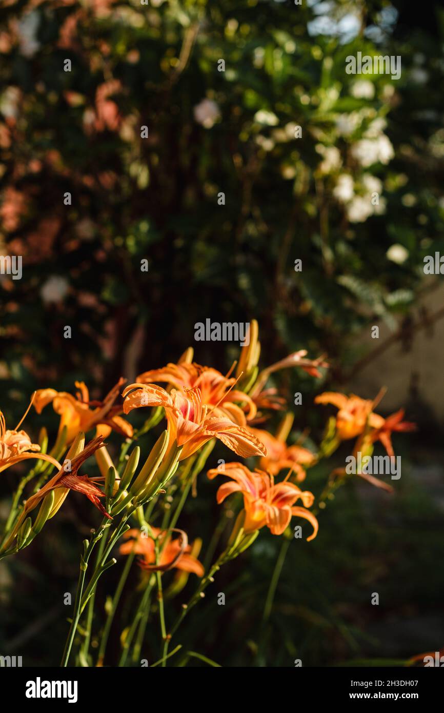 Orange Daylily ; Scientific Name: Hemerocallis Fulva Stock Photo - Alamy